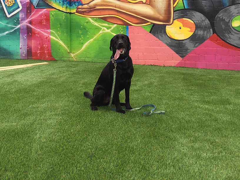 Motz-turf-farms-casa-figuroa-synthetic - Motz Turf Farm